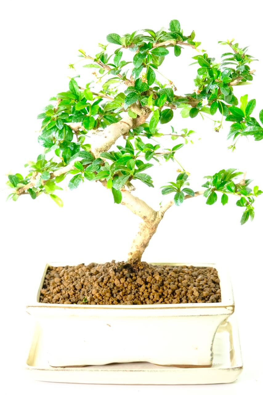 Carmona Microphylla: Elegance Unveiled - A Captivating Beauty