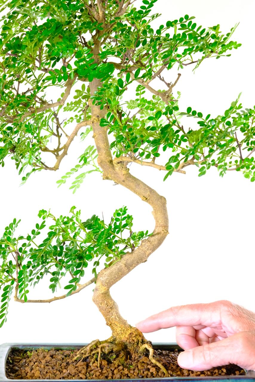 Tall, Fragrant and Timeless - Zanthoxylum Piperitum Bonsai