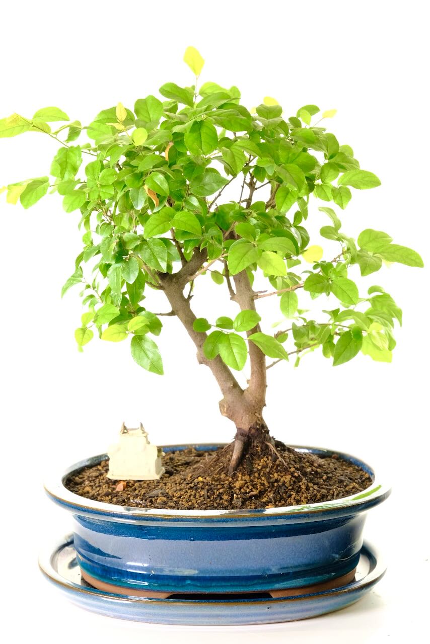 Dwarf Fruiting Chinese Sweet Plum -Easy care
