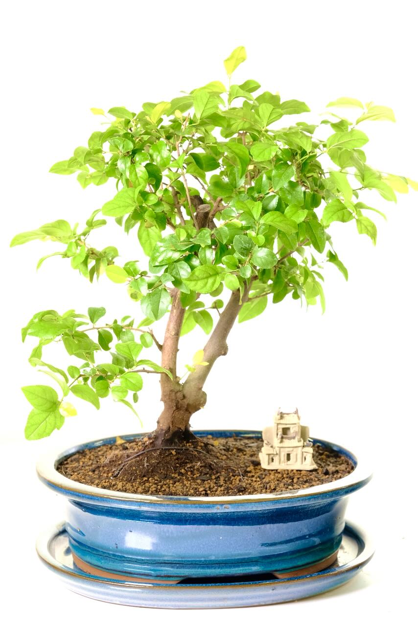 Dwarf Fruiting Chinese Sweet Plum -Easy care