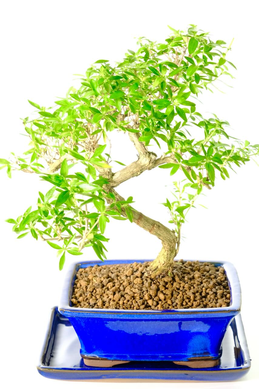 White Summer Flowers - Tree of a Thousand Stars Bonsai