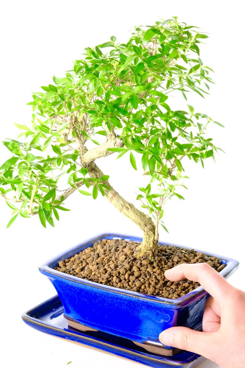 White Summer Flowers - Tree of a Thousand Stars Bonsai