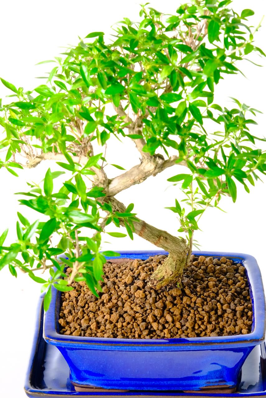 White Summer Flowers - Tree of a Thousand Stars Bonsai