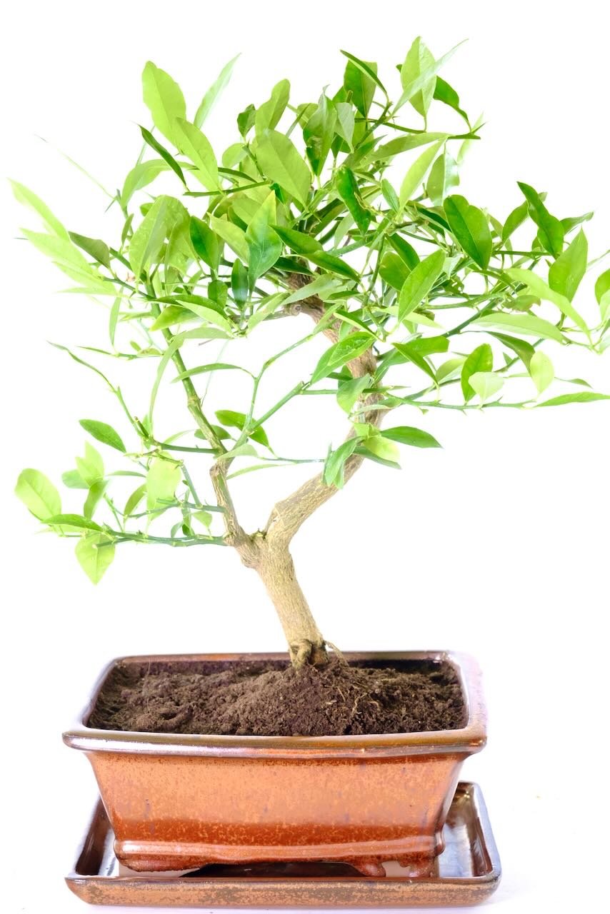 Lemon Bonsai Tree | Mediterranean Citrus Limonquat Bonsai