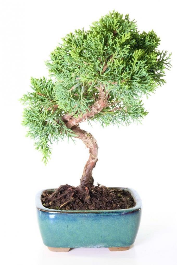 Our Range of Outdoor Bonsai Trees for Sale from Bonsai Direct