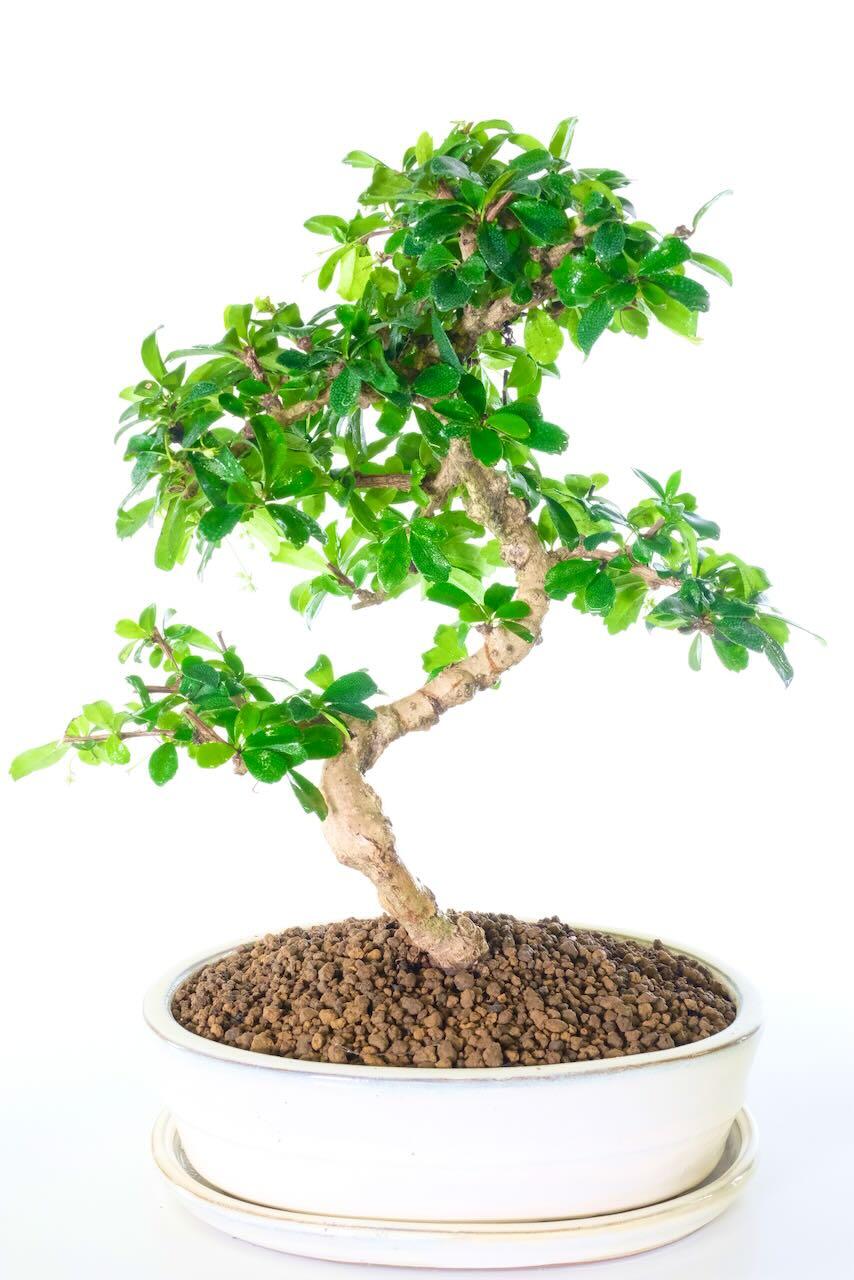 Fukien Tea Tree Bonsai: 13 Year Old Flowering Beauty for Indoors