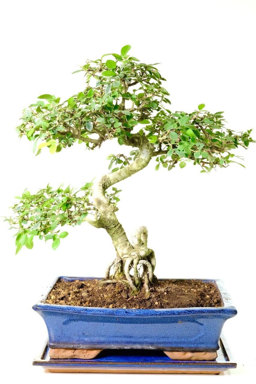 Bonsai Tree for sale - An Extremely Artistic Chinese Elm | UK