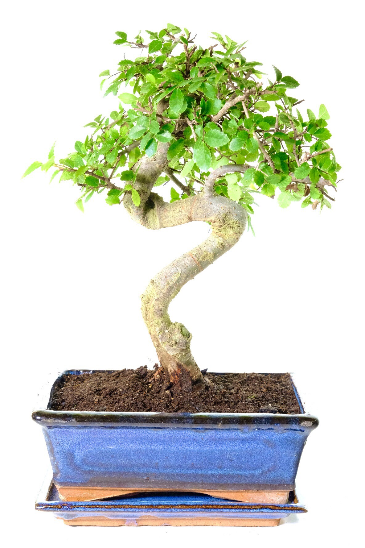 Stylish Dwarf Chinese Elm Bonsai with Powerful Trunk- 12 years