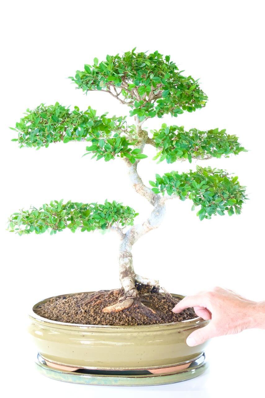Extra Large Bonsai - WOW SPECIAL Chinese Elm Astounding!