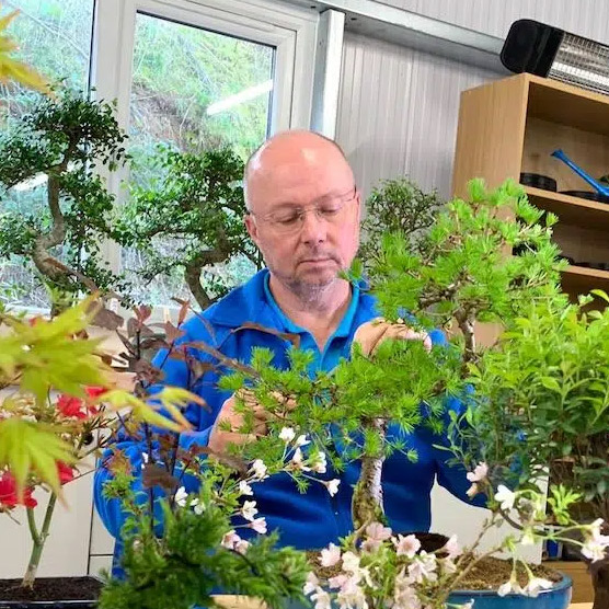 Juniper Bonsai Tree Guide | By Bonsai Expert Lloyd Noall