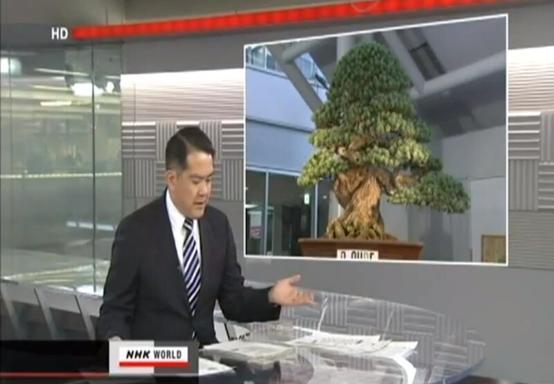 The Most Expensive Bonsai Tree – How You Can Grow Your Own