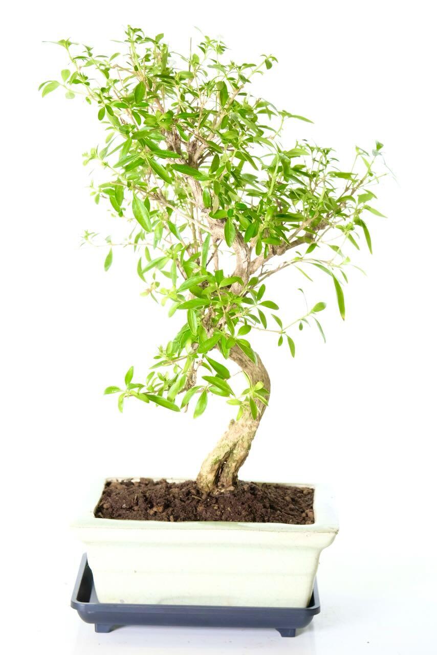 White Bonsai Flowers - Tree of a Thousand Stars Bonsai