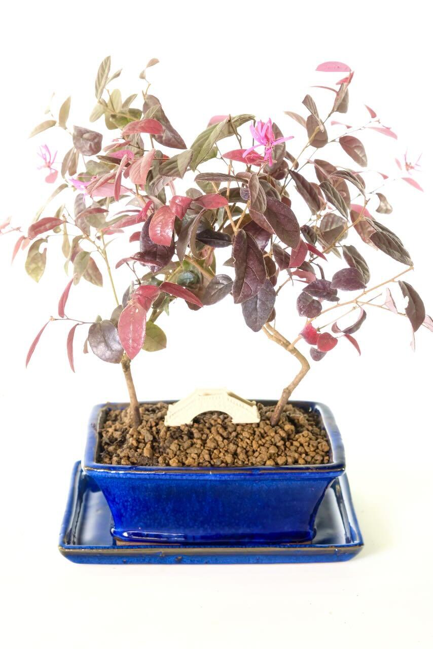 Purple Leaved Bonsai Tree | Chinese Blush Twin Bonsai