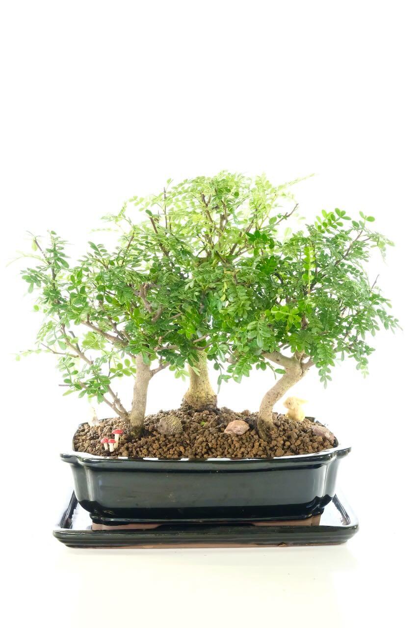 Triple Bonsai Tree Woodland Forest | Indoor Aromatic Pepper