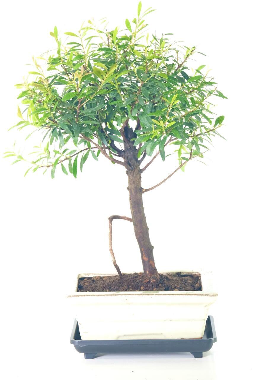 Enchanting Roseapple Myrtle Bonsai: Symbolic and Unique Gift UK