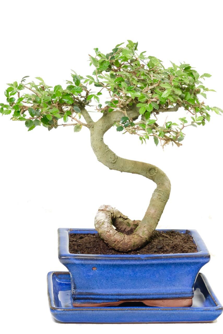 Chinese Elm Bonsai Tree with Exquisite Root Flare