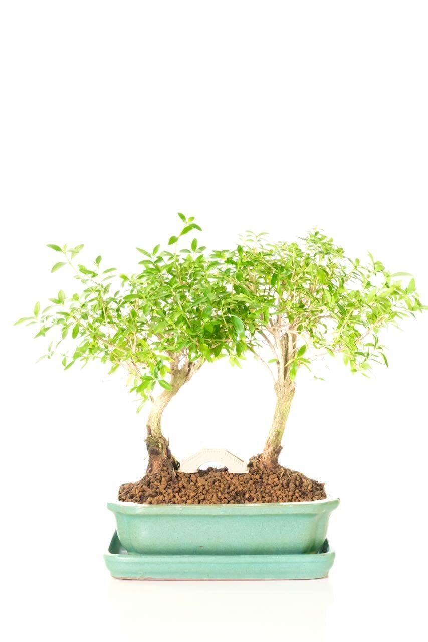 Twin Tree of a Thousand Stars Bonsai - Eco Friendly Bonsai Plant