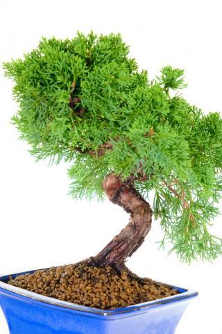 Dwarf Chinese Juniper Bonsai | 14-Year-Old Evergreen in Blue Pot