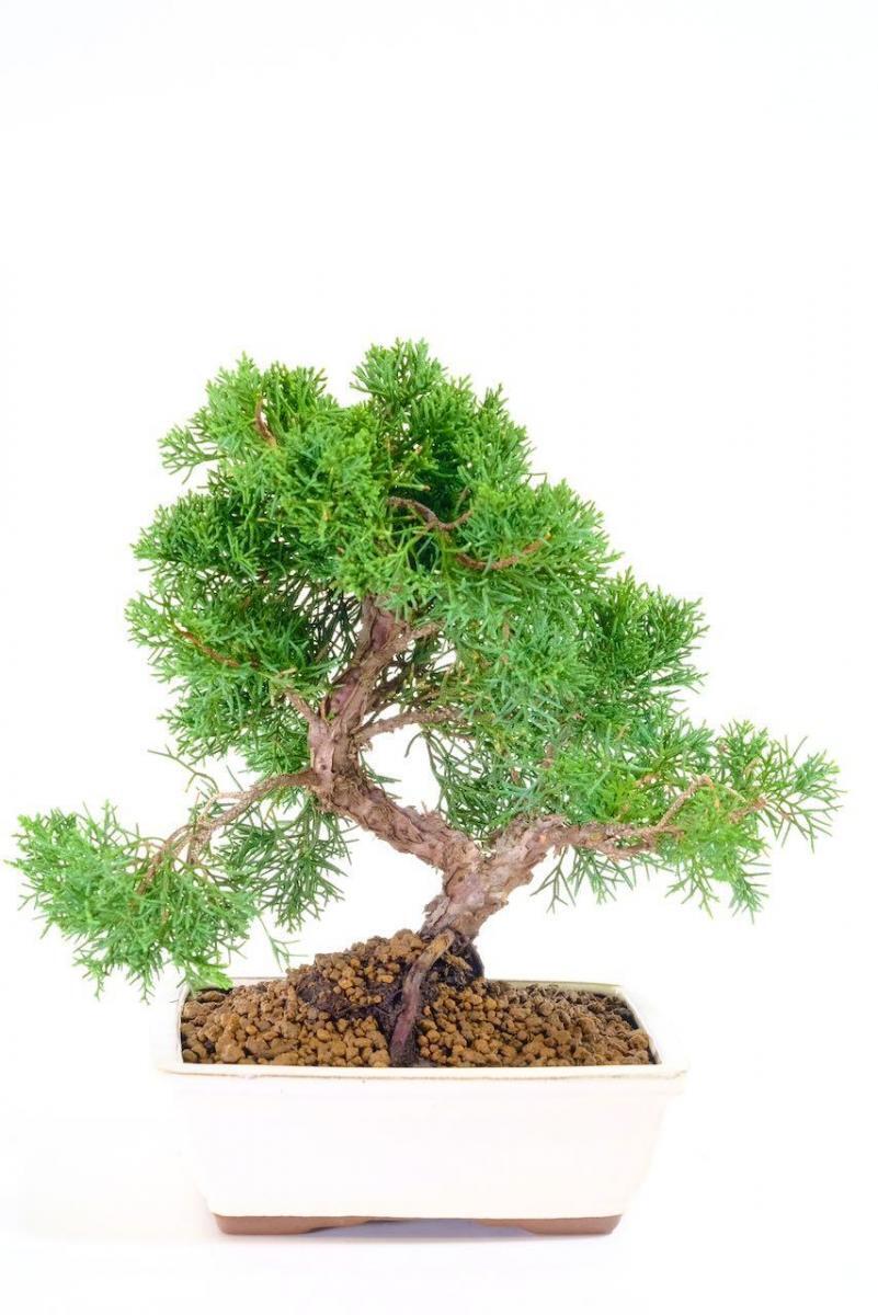 Classic Chinese Juniper Bonsai Tree | Evergreen Favourite