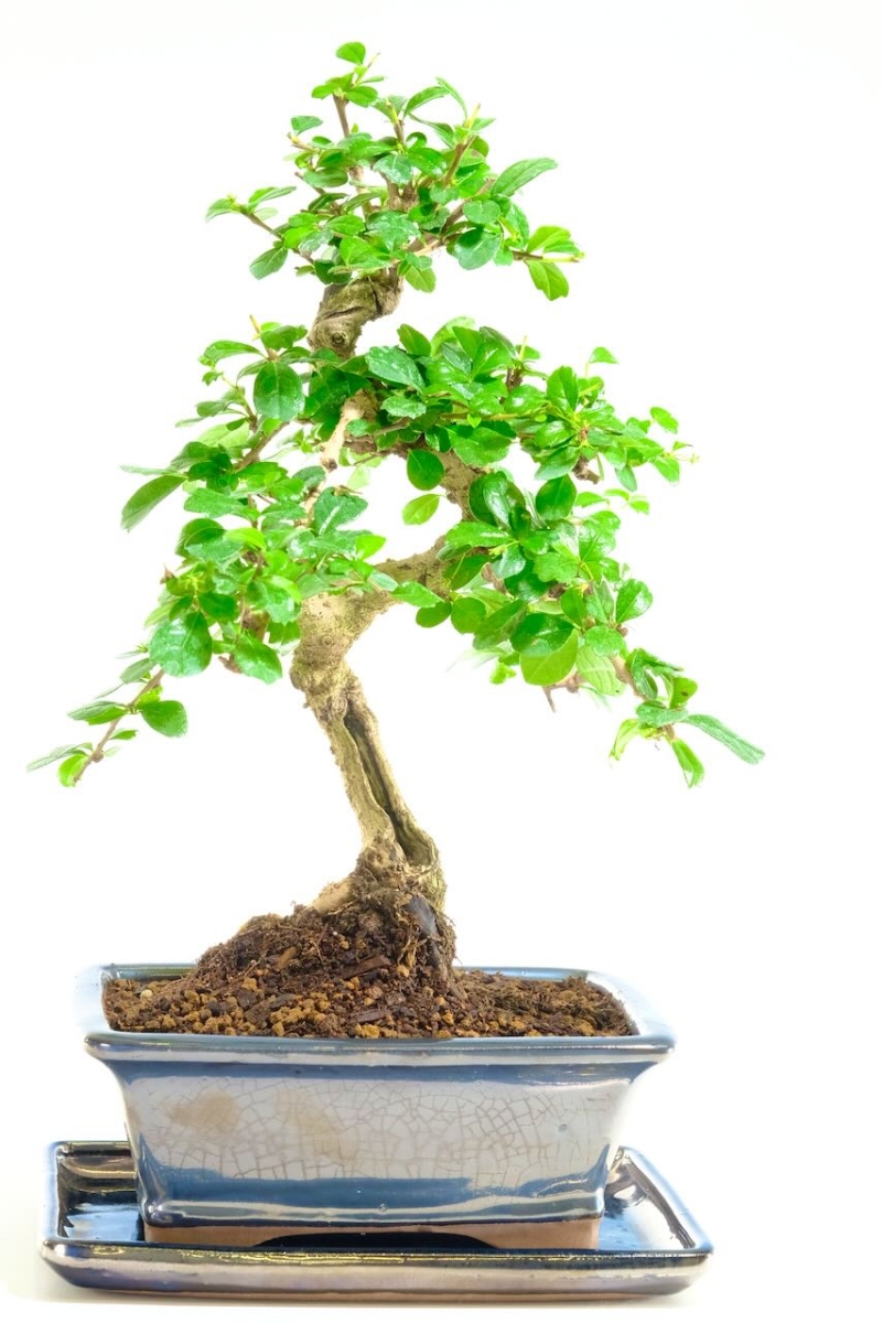 Twisty Flowering Bonsai | Fukien Tea Tree - Incredible Shari