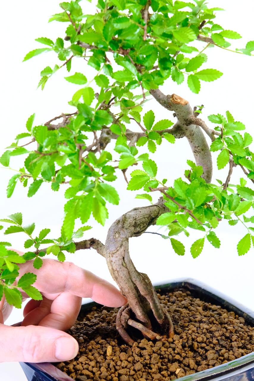 Chinese Elm Bonsai with Shari – 9 Years, Premium Tree
