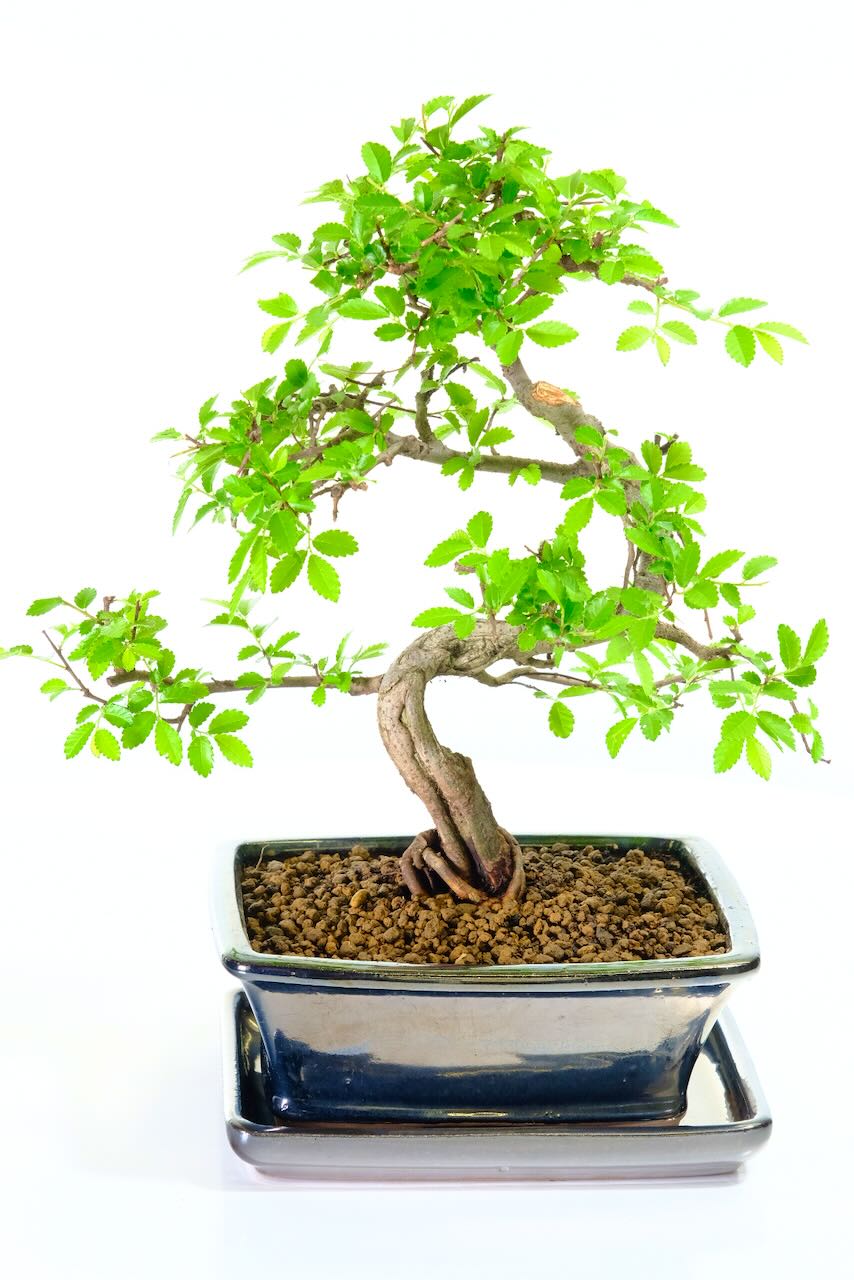 Chinese Elm Bonsai with Shari – 9 Years, Premium Tree