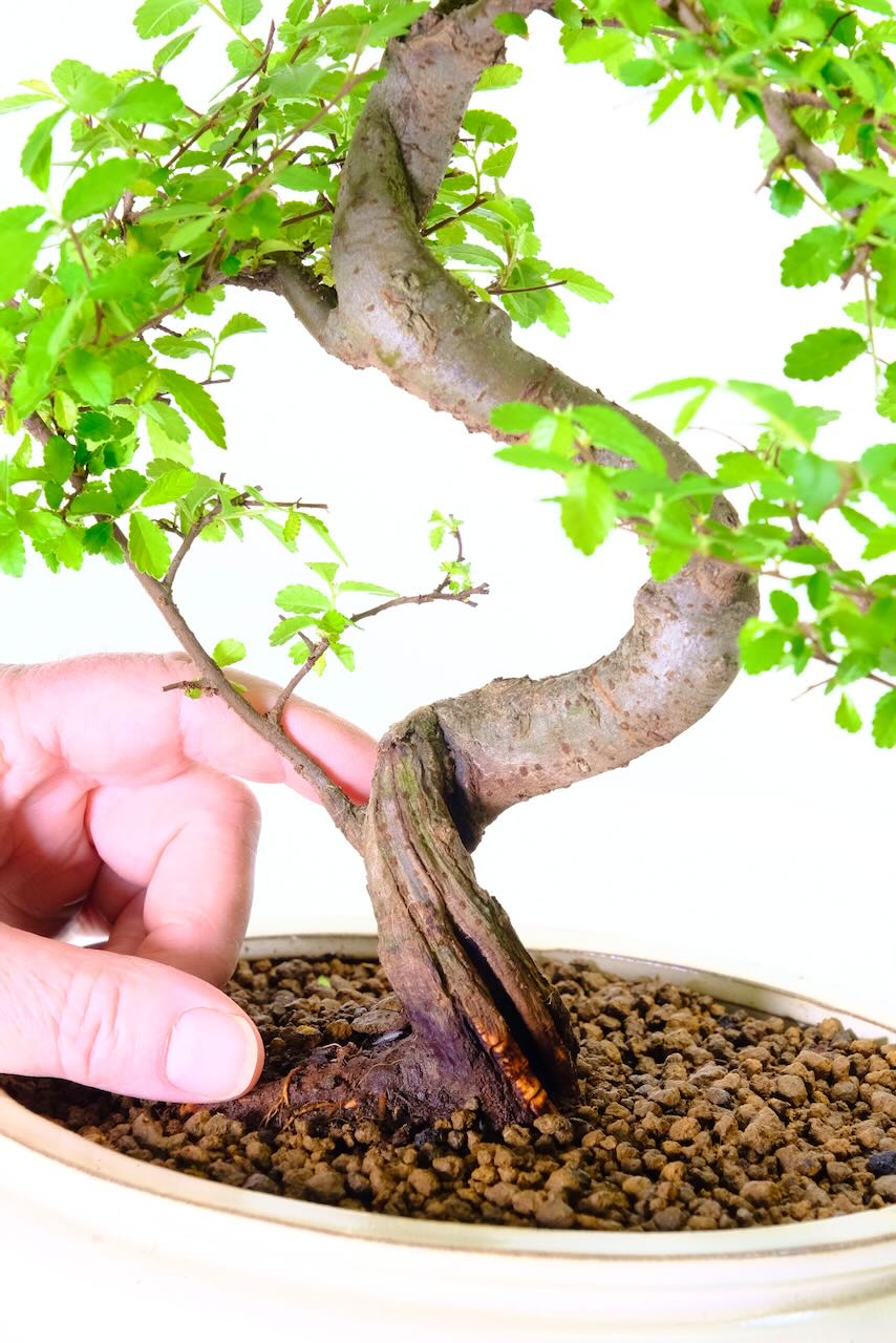Chinese Elm Bonsai with Serpentine Trunk & Shari – 11 Years