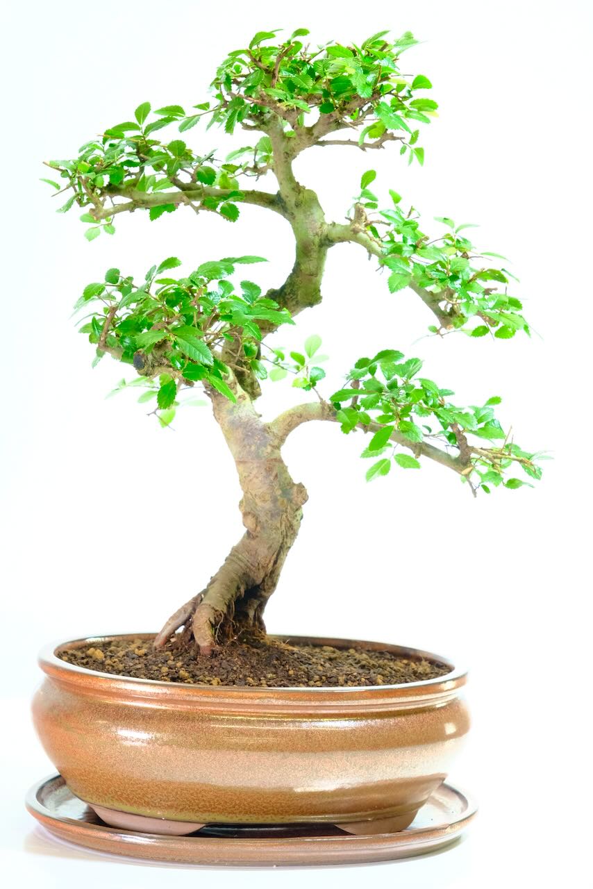 Powerful Serpentine Chinese Elm Bonsai Tree – 18 Years Old