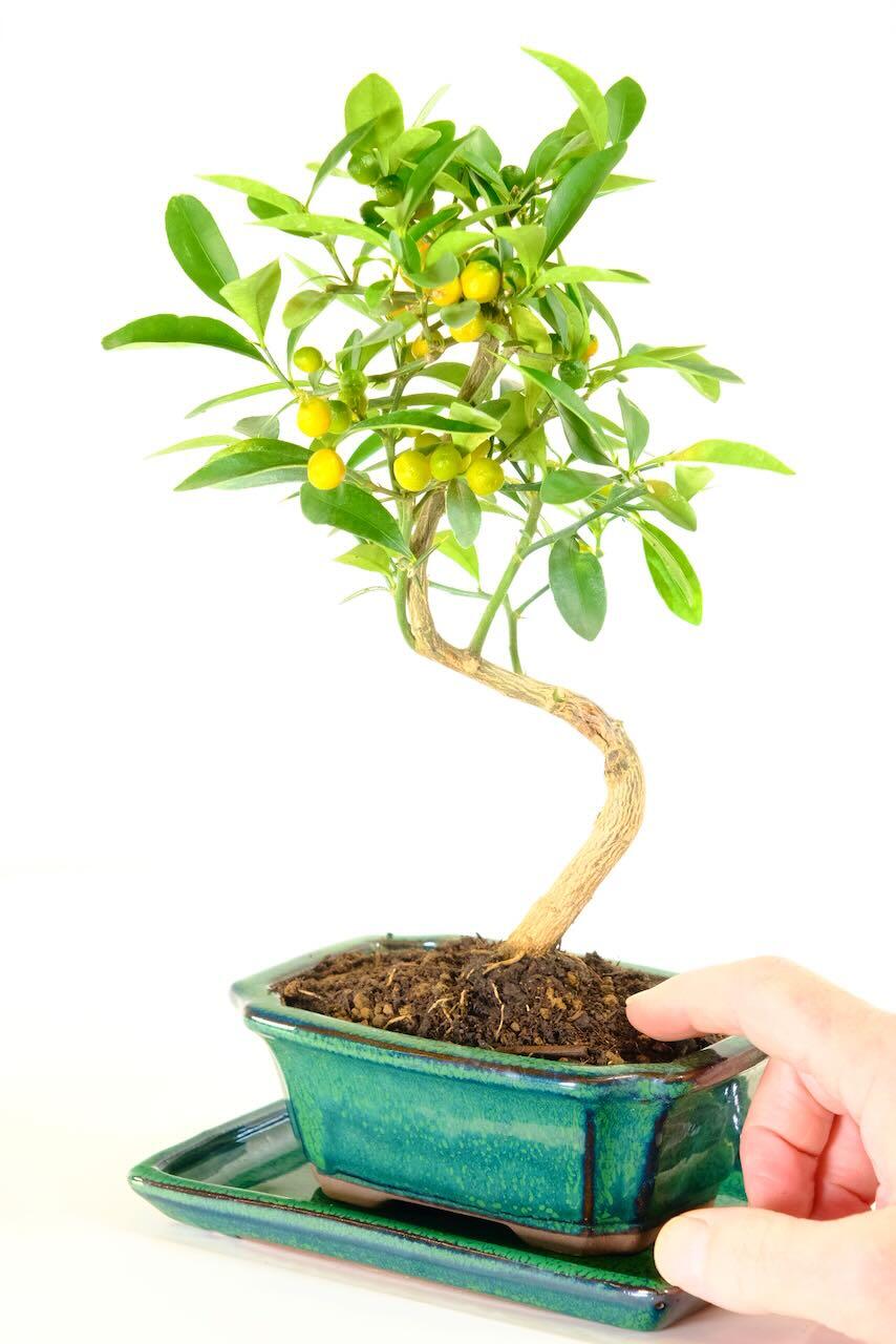 Orange Bonsai Tree (Citrus kinzu) - Long Fruiting Period | Flowers