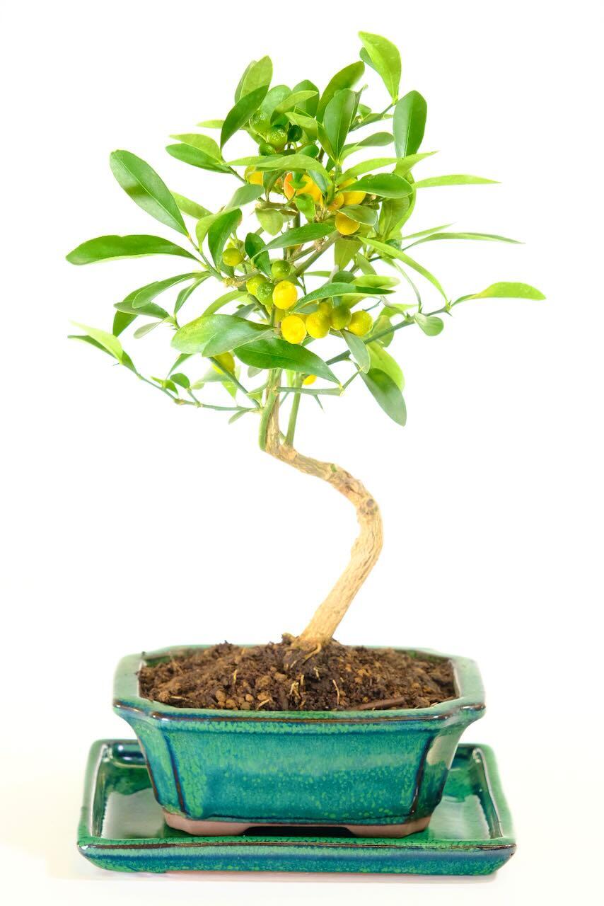 Orange Bonsai Tree (Citrus kinzu) - Long Fruiting Period | Flowers