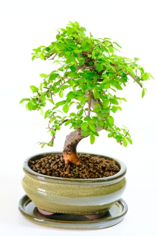 Chinese Elm Bonsai with Superb Root Flare - Petite & Strong