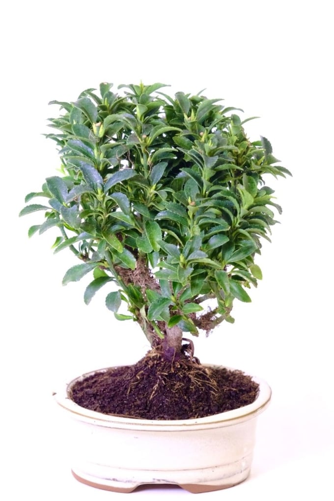 Shohin Euonymus Bonsai | Multi-Trunk Japanese Spindle Tree