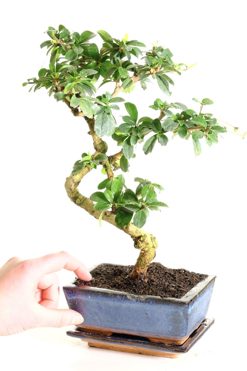 Twisty Fukien Tea Tree Flowering Indoor Bonsai in Navy Pot