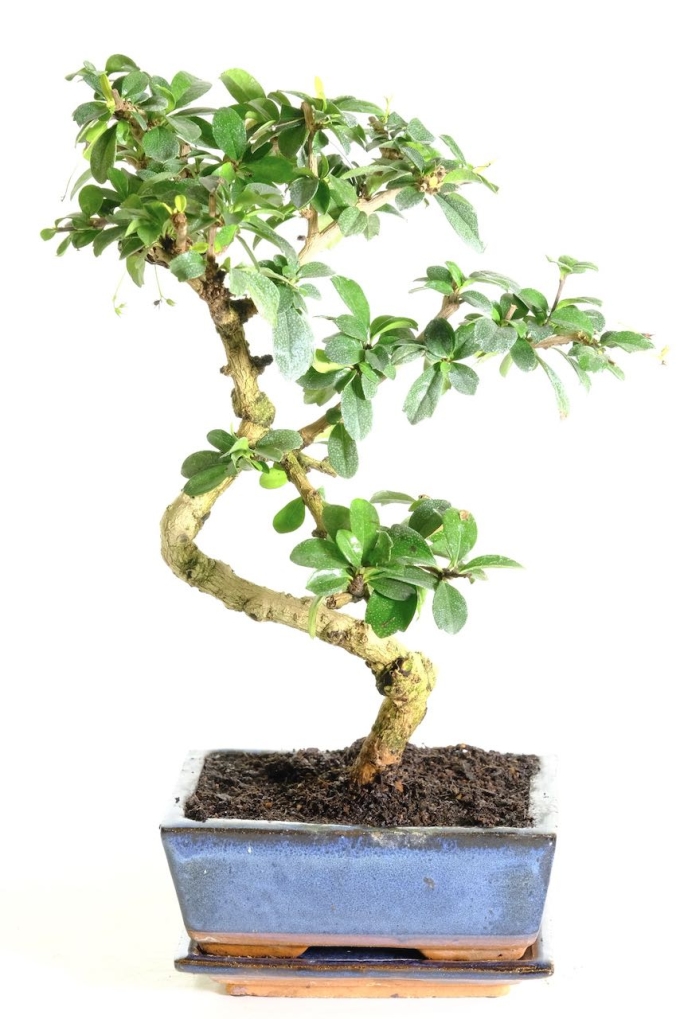 Twisty Fukien Tea Tree Flowering Indoor Bonsai in Navy Pot