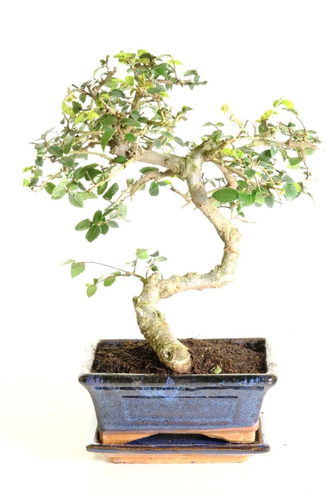 Dwarf Chinese Elm Bonsai | Unique Trunk Styling