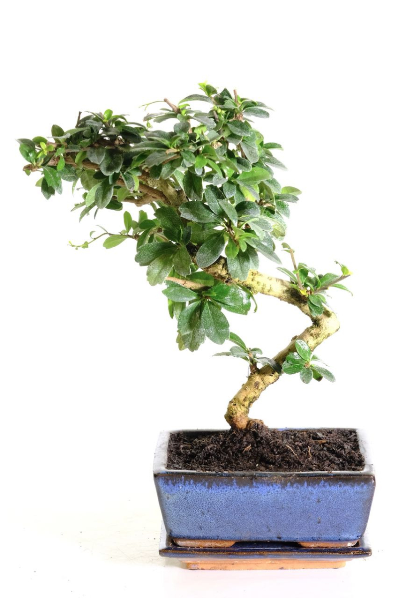Woodland-Style Fukien Tea Tree Indoor Bonsai in Navy Pot.