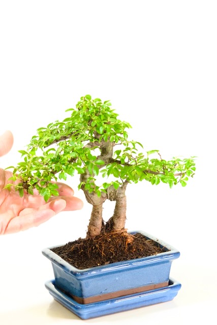 Artistic Chinese Elm Bonsai “The Wonky Donkey”