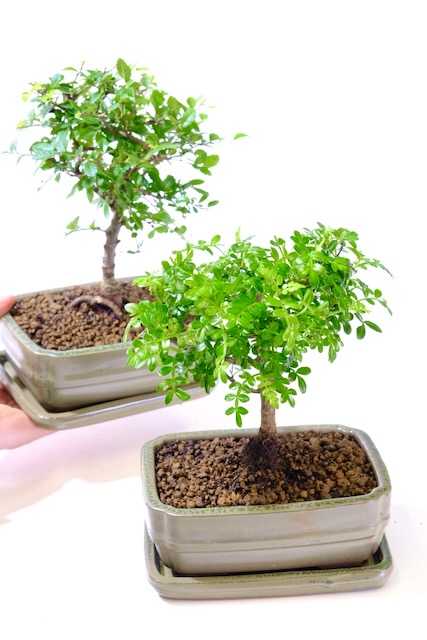 The Perfect Couple Twin Bonsai Trees | Valentine’s Gift