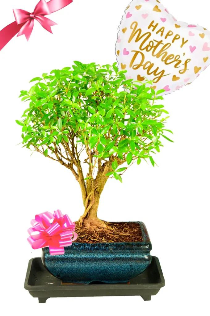 Mother's Day Flowers - Tree of a Thousand Stars Bonsai