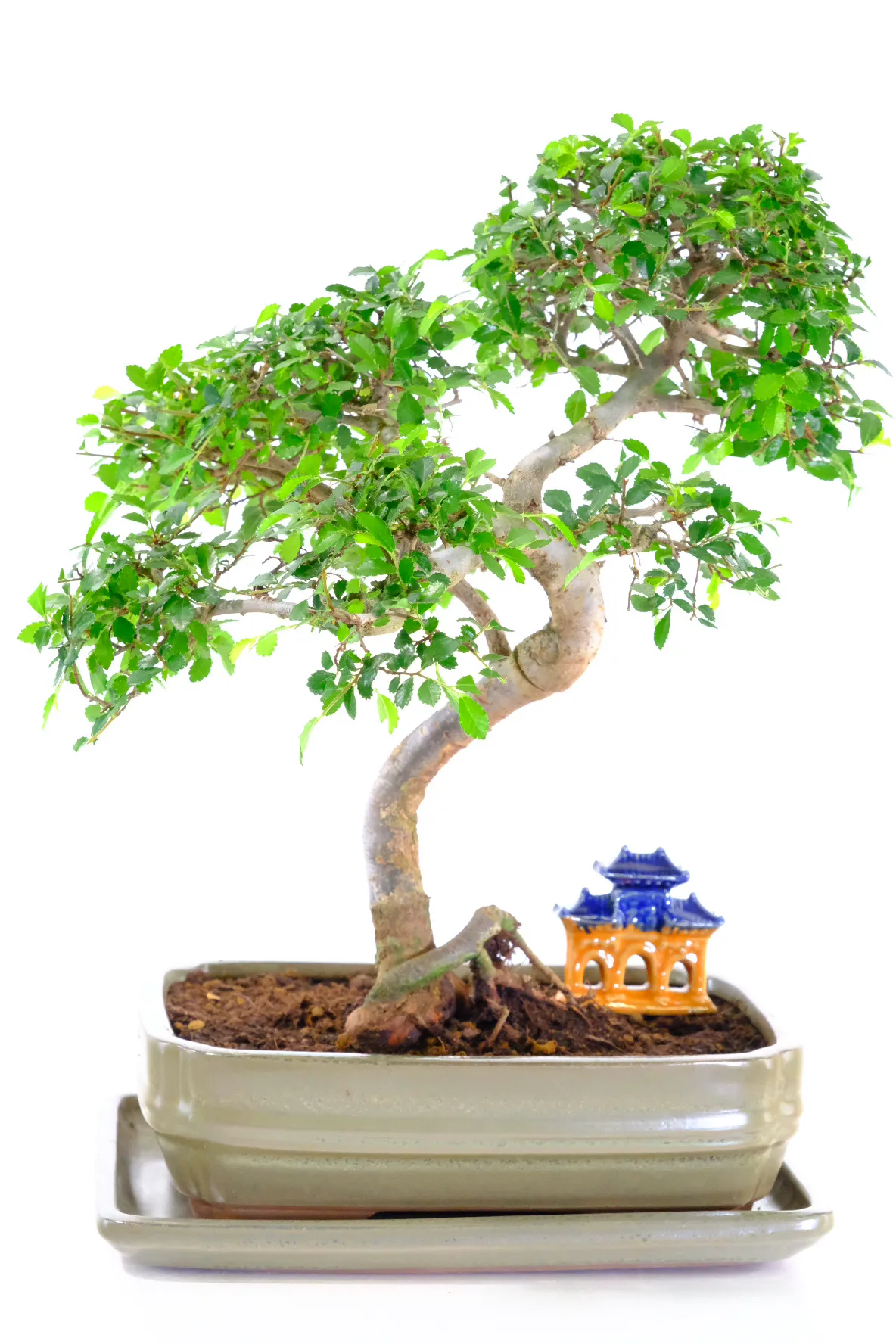 Chinese Elm Bonsai Tree - Prestige Stature & Character