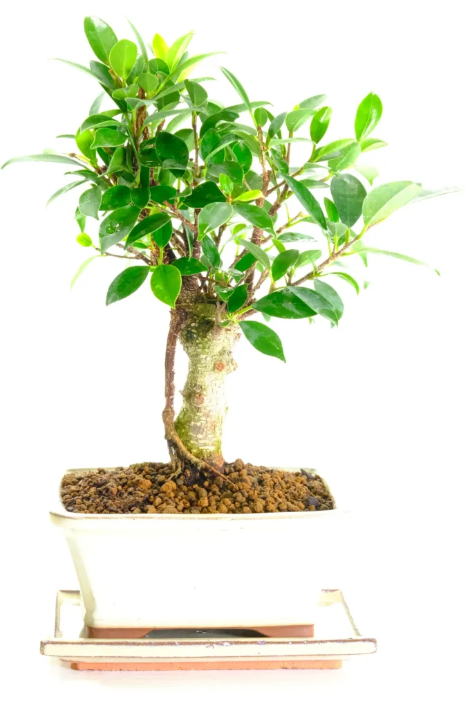 Ficus Indoor Bonsai - 9-Year-Old with Powerful Trunk | Evergreen