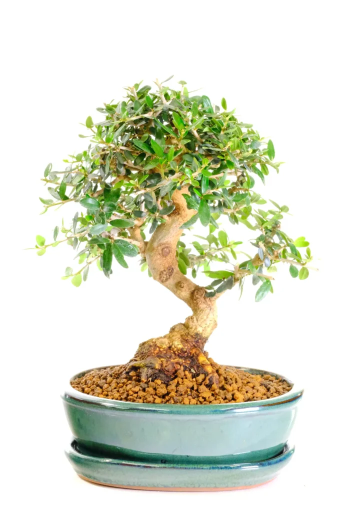 Olea Europaea Bonsai - Tree of Peace