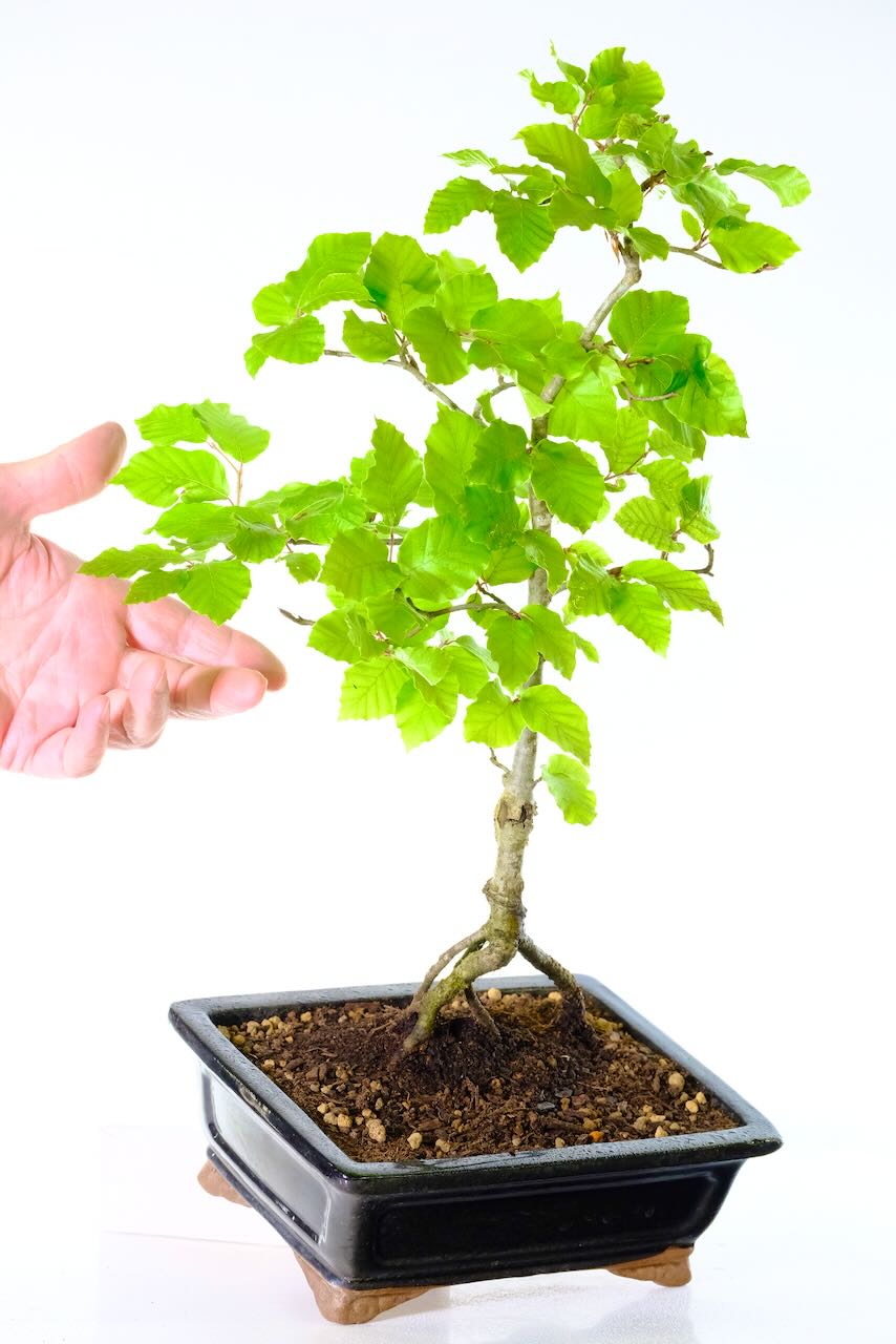Beech (Fagus Sylvatica) Outdoor Bonsai with Fresh Canopy UK