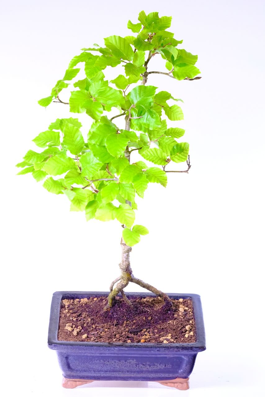 Beech (Fagus Sylvatica) Outdoor Bonsai with Fresh Canopy UK